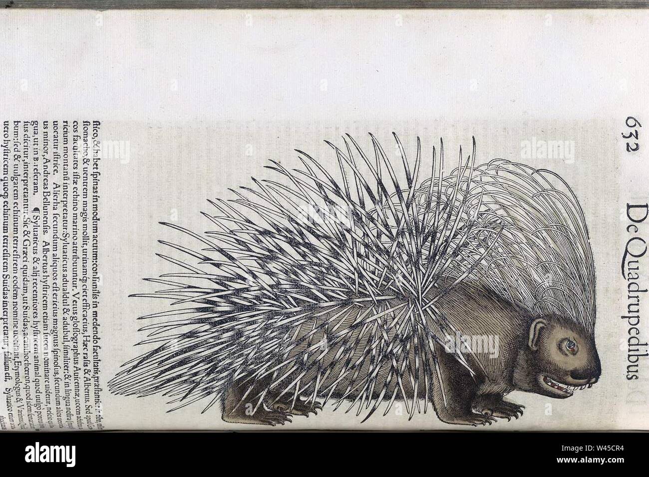 Conrad Gesner - Quadrupedibus Stock Photo - Alamy