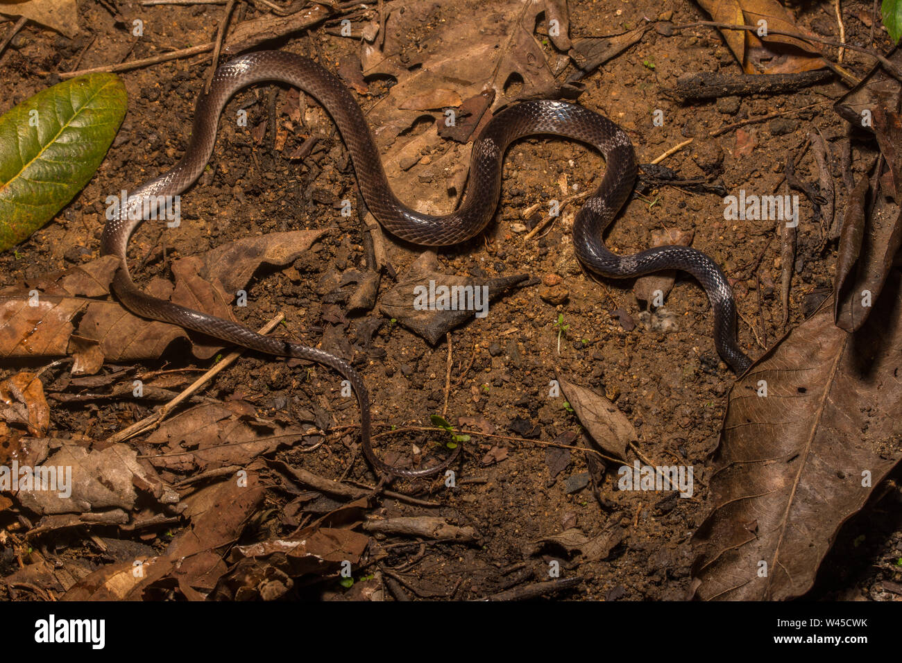 Banded wolfsnake hi-res stock photography and images - Alamy