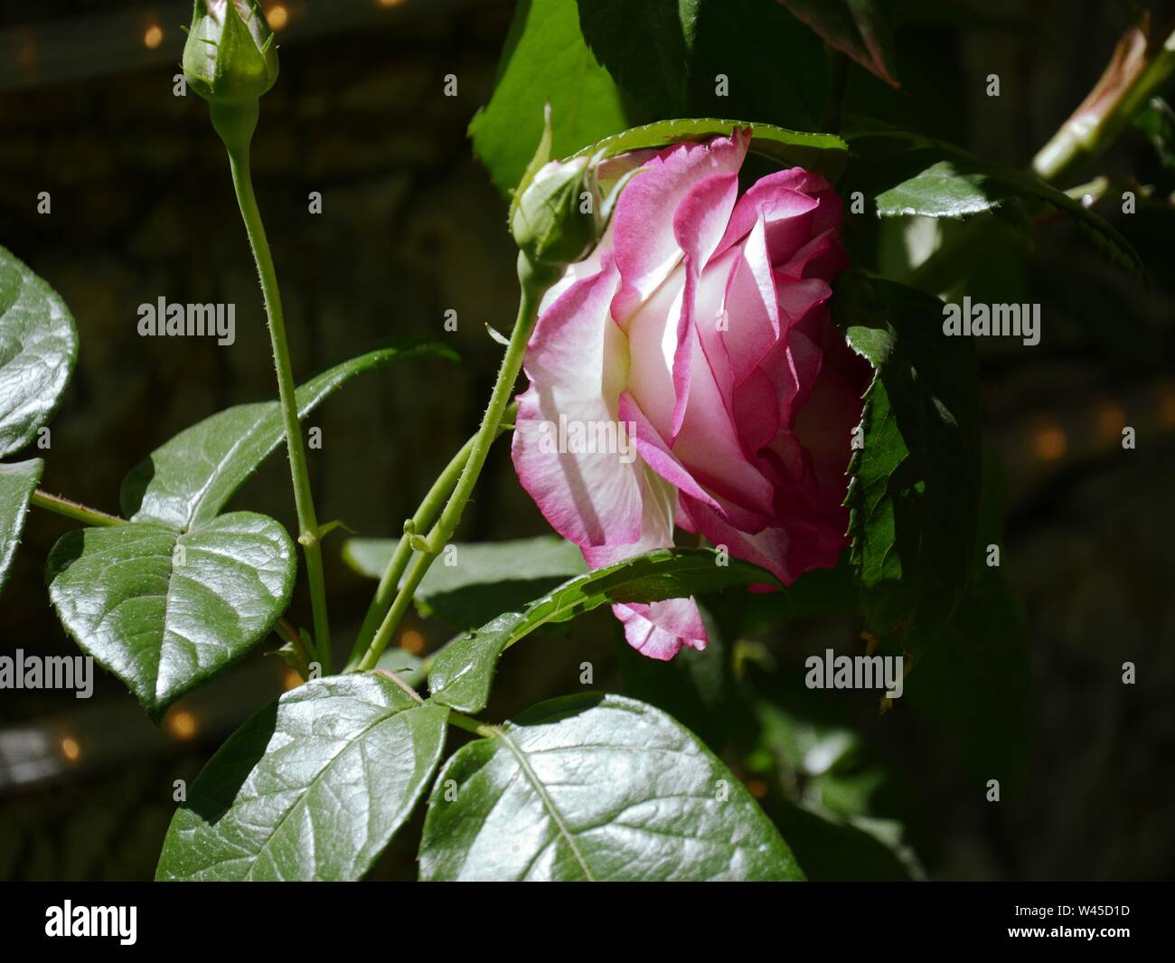 Pink and white rose, side view, partially covered with leaves Stock ...