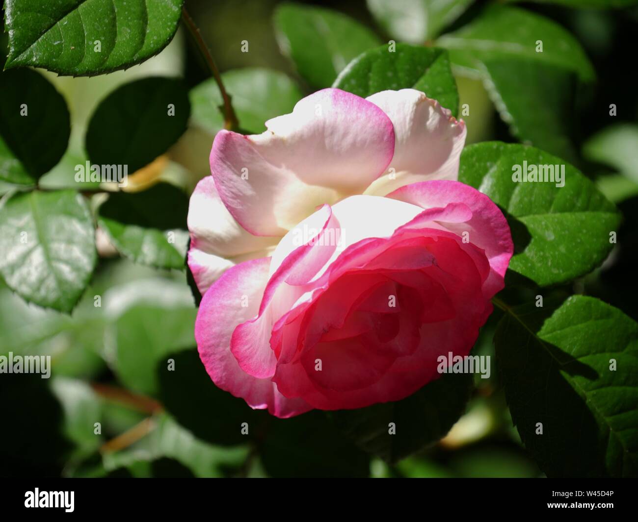 Close up of a white rose tinged with pink Stock Photo - Alamy