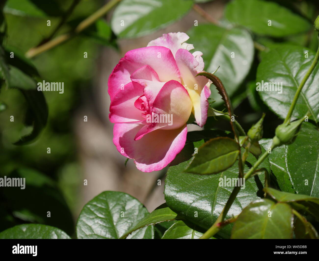 Side view of a beautiful pink and white bloming rose Stock Photo - Alamy