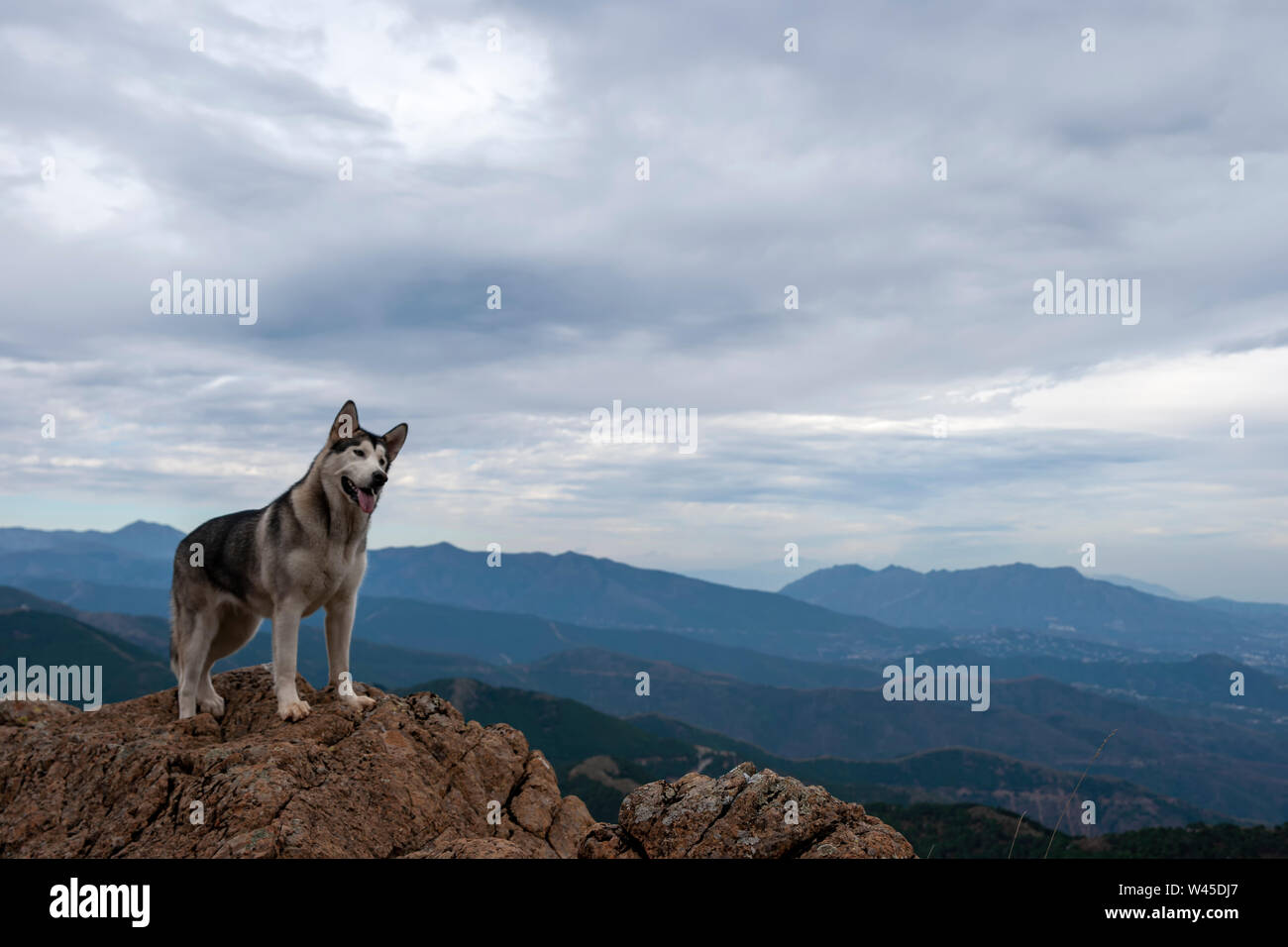 Gray wolf dog alaskan malamute breed Stock Photo - Alamy