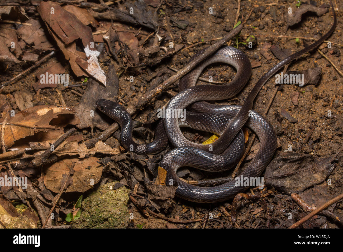 Banded wolfsnake hi-res stock photography and images - Alamy