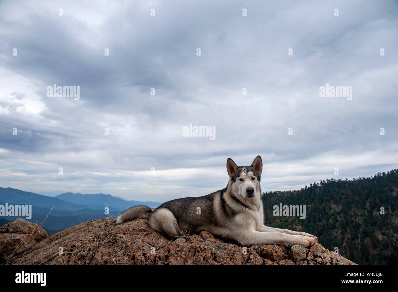 Gray wolf dog alaskan malamute breed Stock Photo - Alamy