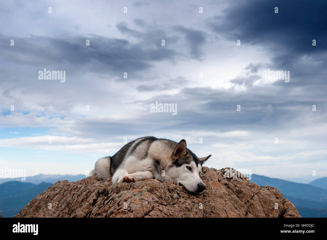 Gray wolf dog alaskan malamute breed Stock Photo - Alamy