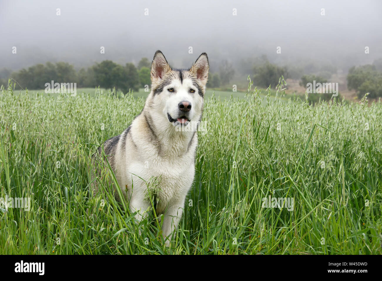 grey dog wolf of breed alaskan malamute Stock Photo - Alamy
