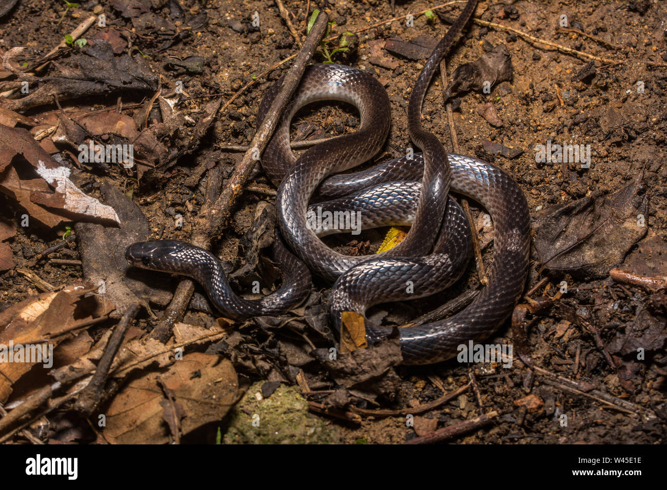 Banded Wolfsnake (Lycodon subcinctus) from Hong Kong, Hong Kong Stock ...