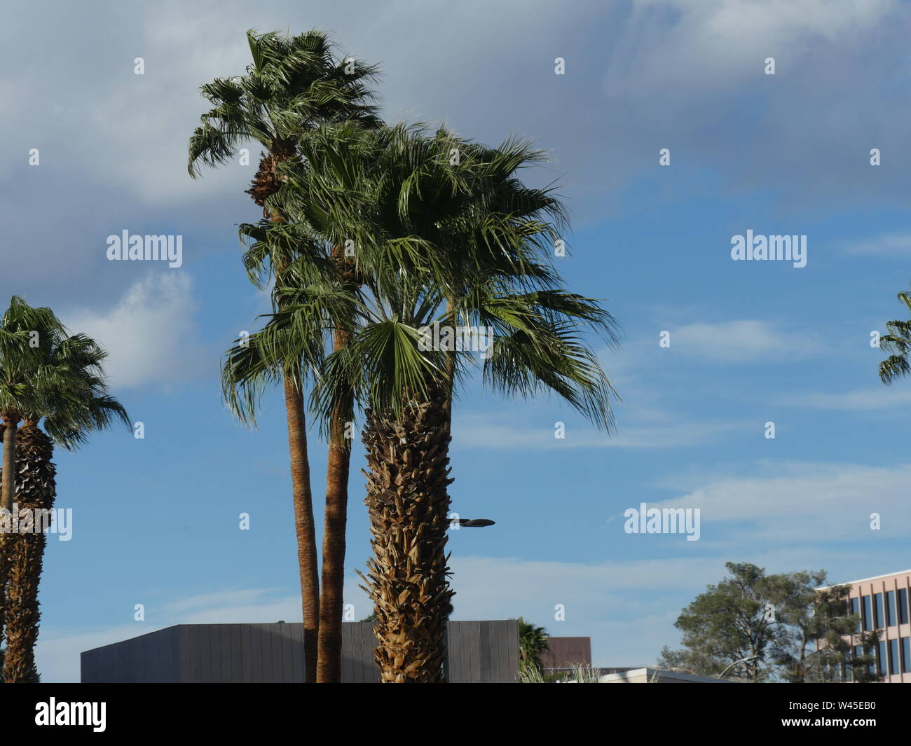 Tall pine trees above buildings Stock Photo - Alamy