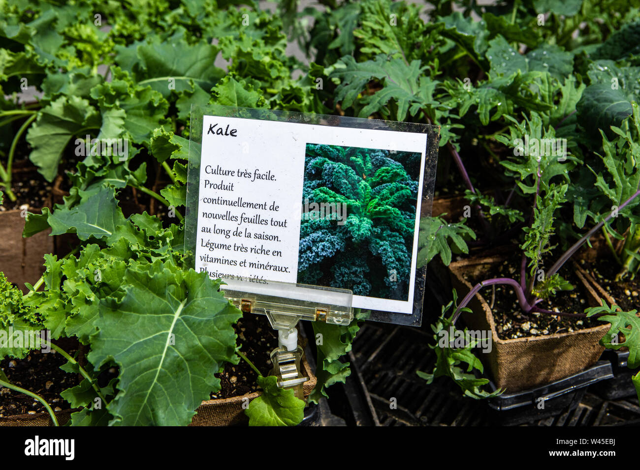 A closeup view of a French sign describing the health benefits of kale ...