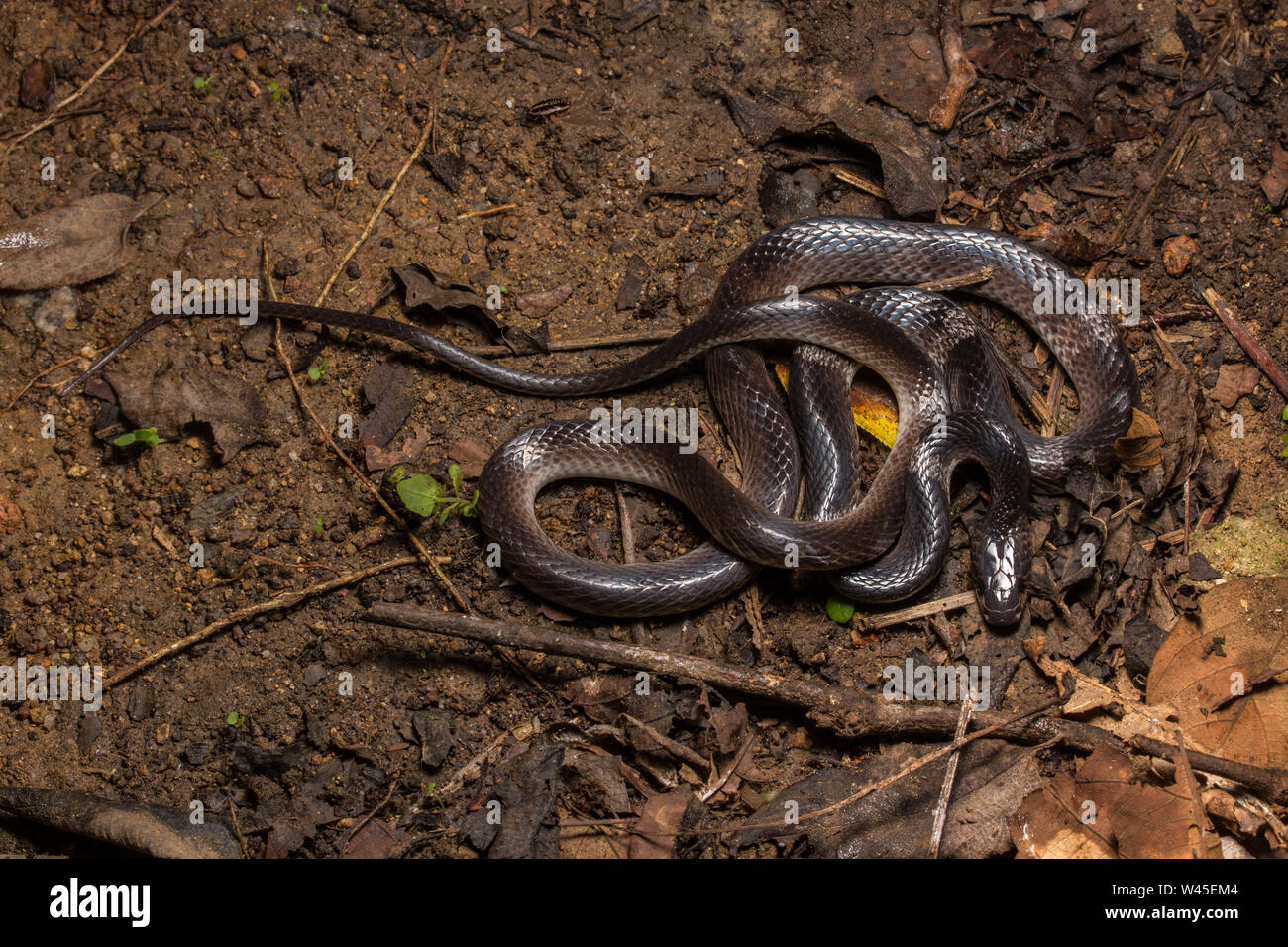 Banded Wolfsnake (Lycodon subcinctus) from Hong Kong, Hong Kong Stock ...