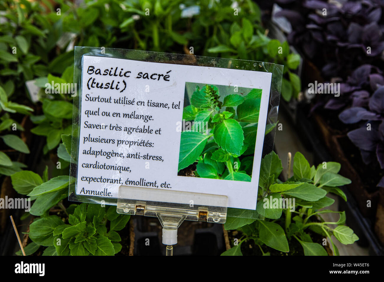 A French sign is seen up close, describing holy basil (Ocimum sanctum ...