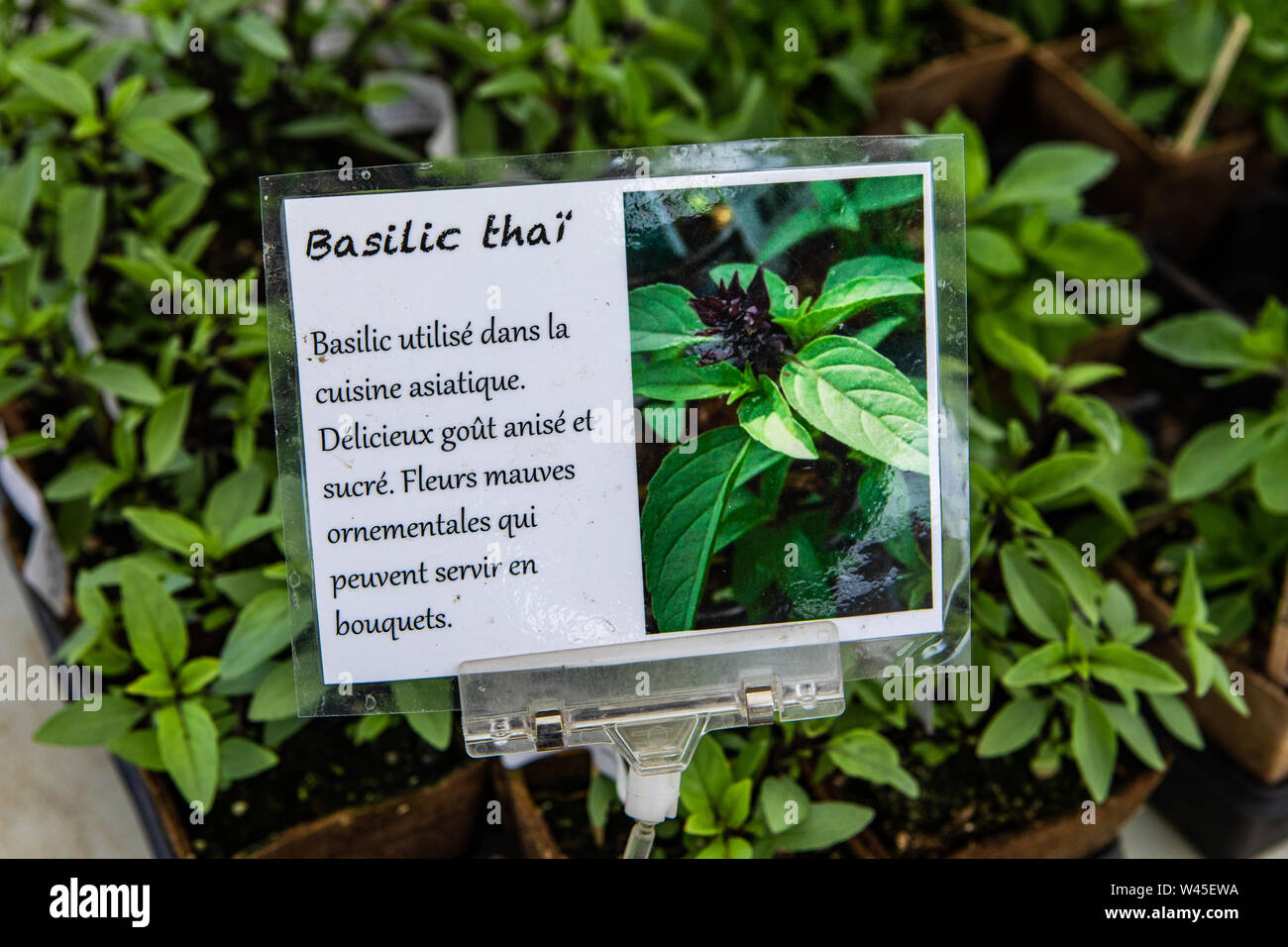 A French sign is seen close-up, describing Thai basil (Ocimum basilicum ...