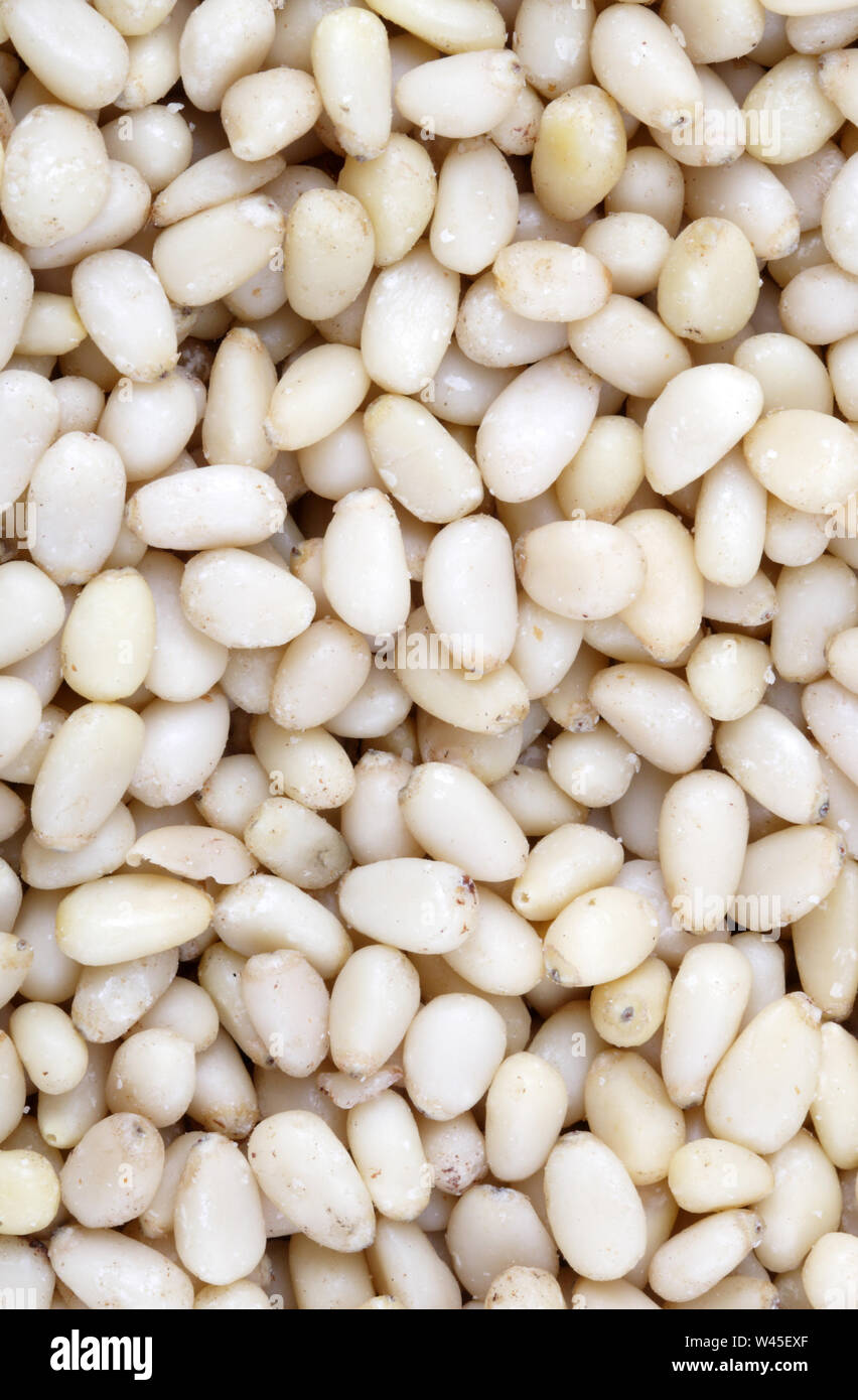 many cedar nut at day Stock Photo - Alamy