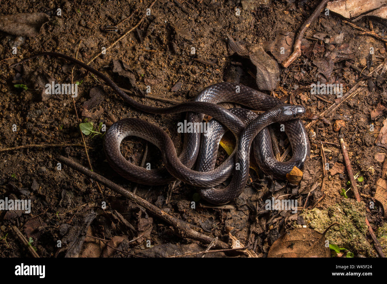 Banded wolfsnake hi-res stock photography and images - Alamy