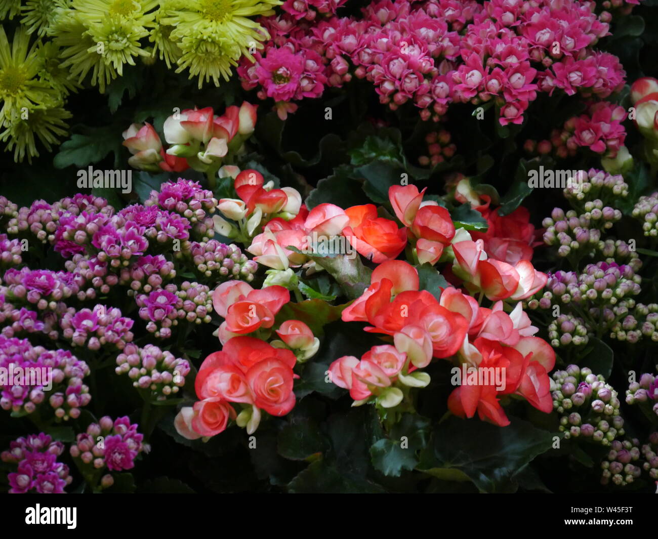 Beautiful assorted flowers in a landscaped garden Stock Photo - Alamy