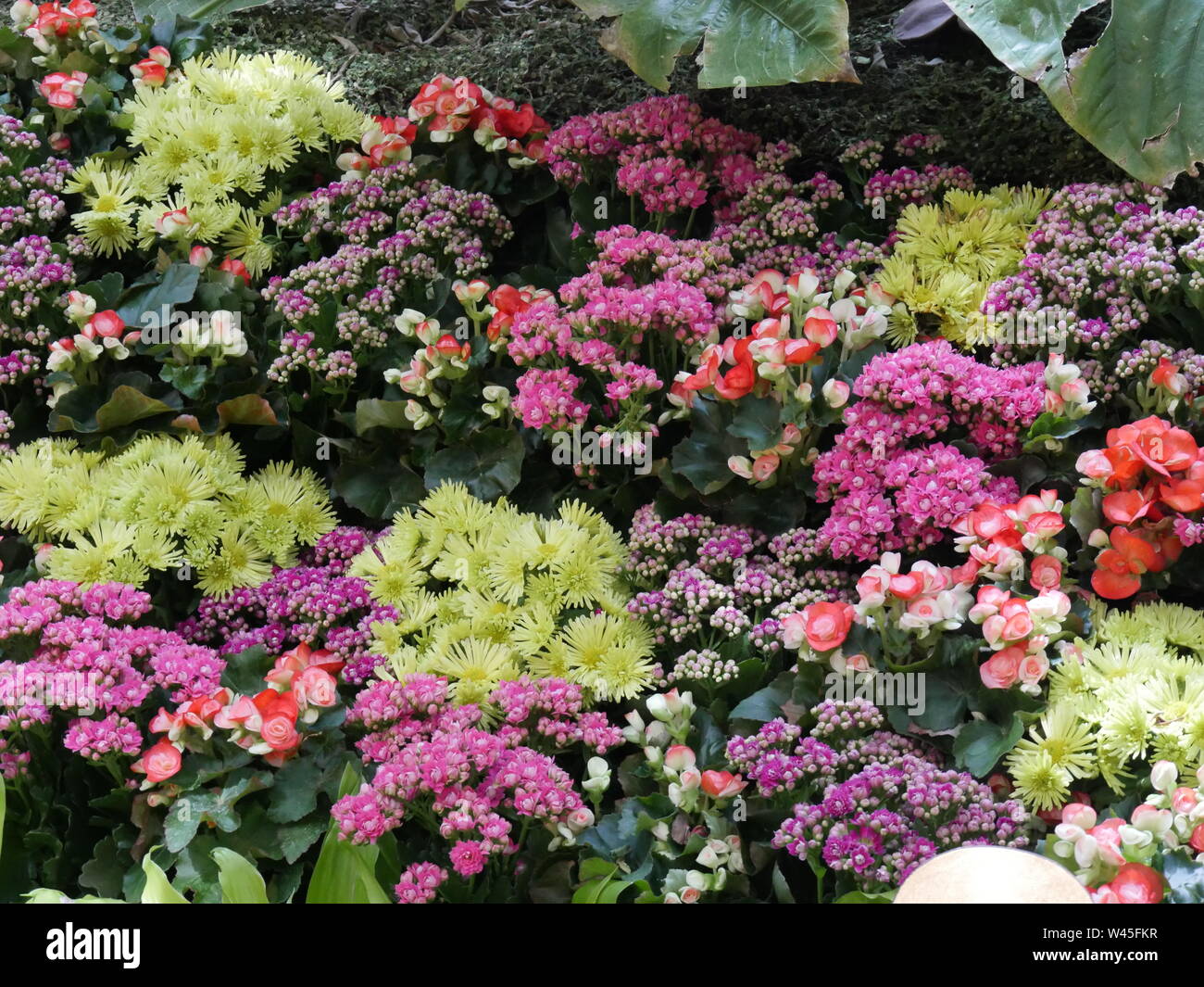 Bed of beautiful flowers in assorted colors Stock Photo - Alamy