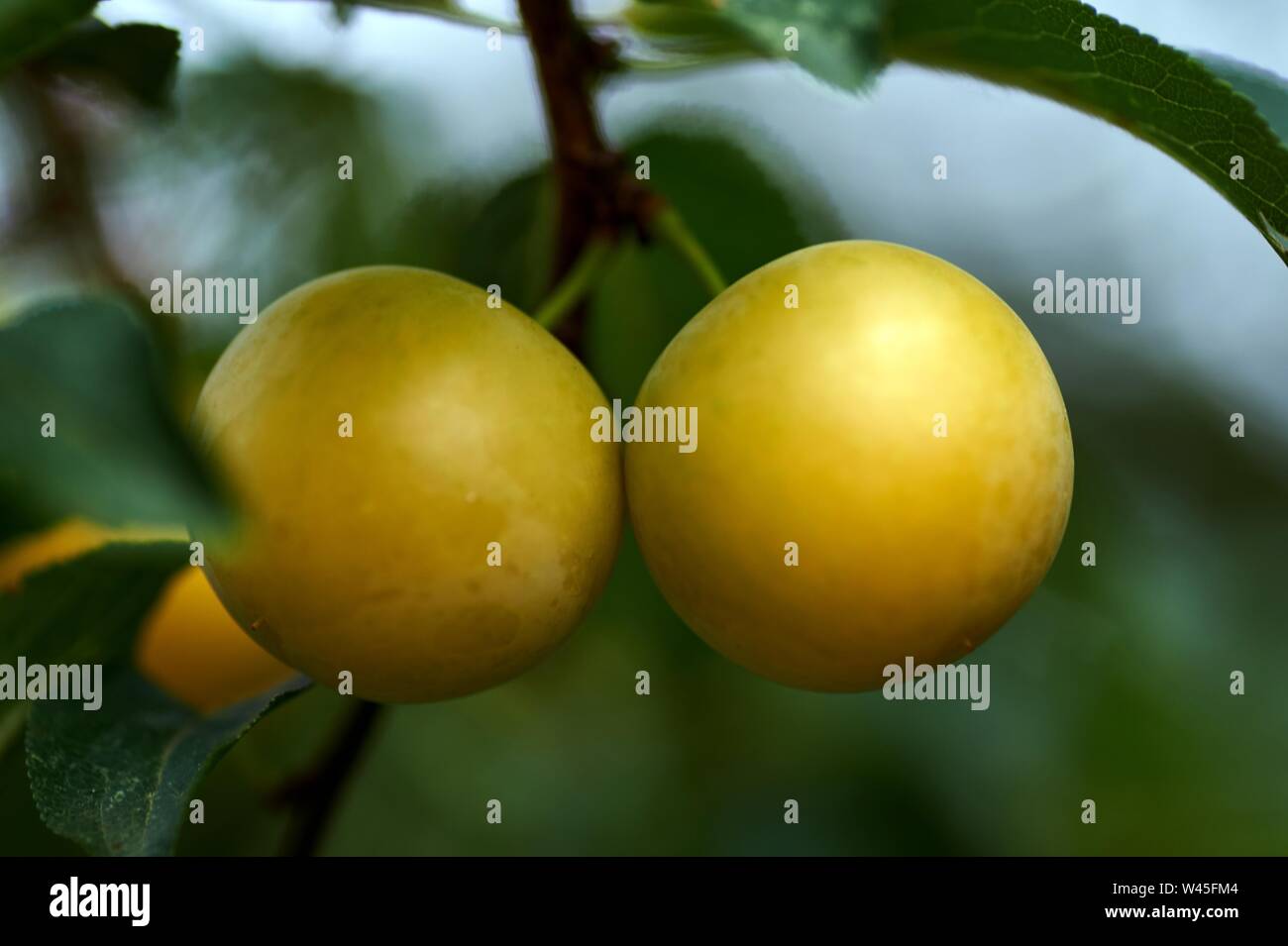 Yellow mirabelle plums. Ripe mirabelle on tree. Organic fruit before ...