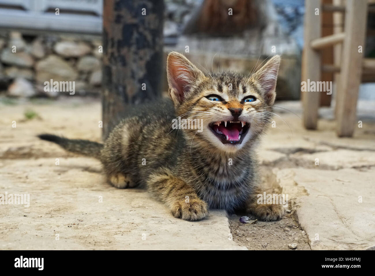 Small bir hi-res stock photography and images - Alamy