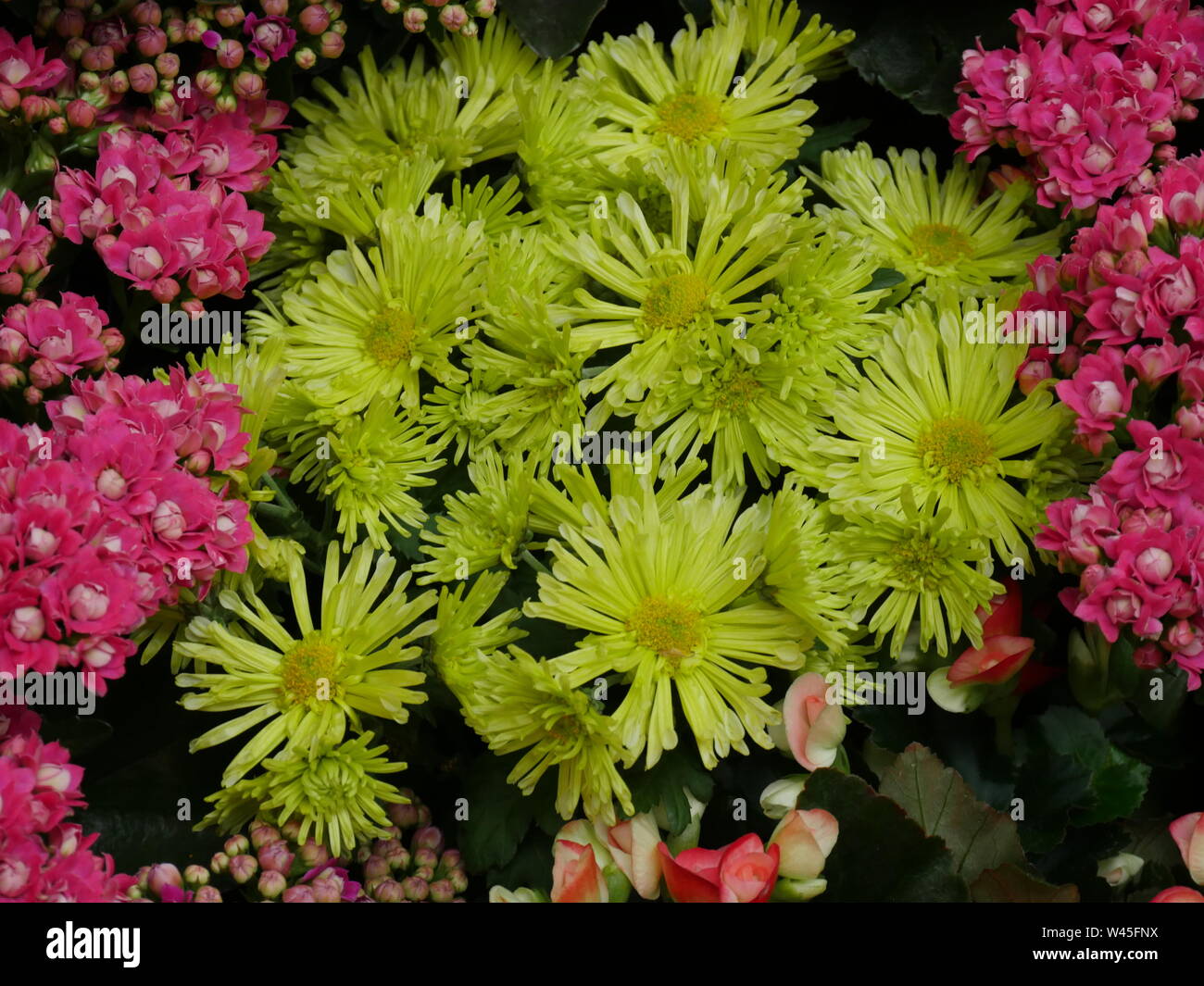 Medium close up of green and pink flowers in a landscaped garden Stock ...