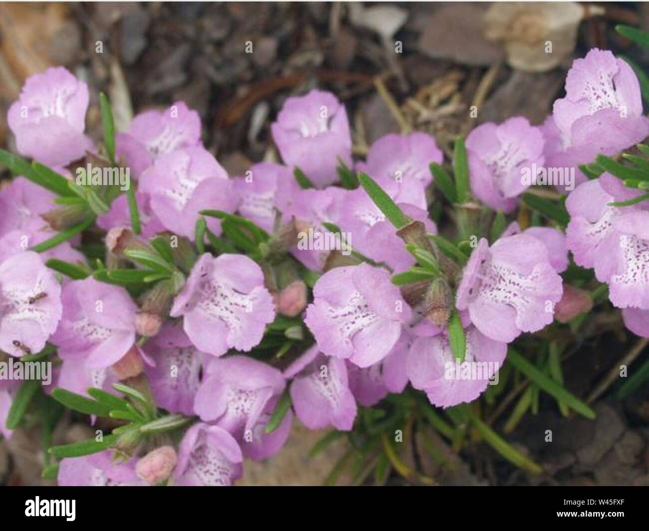 Conradina verticillata hi-res stock photography and images - Alamy