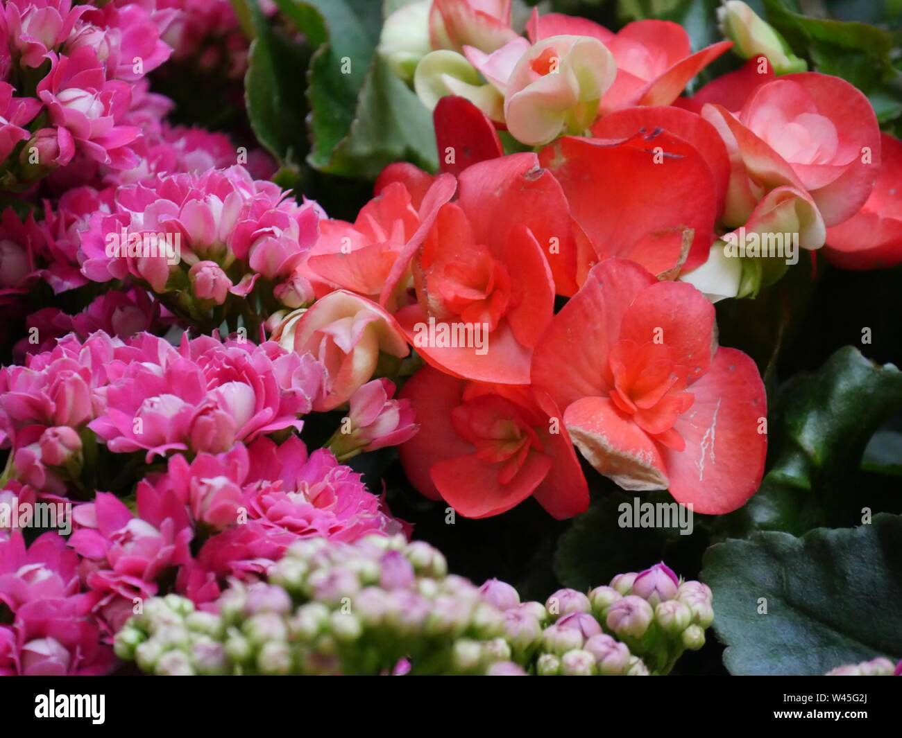 Colorful assorted flowers in a landscaped garden Stock Photo - Alamy