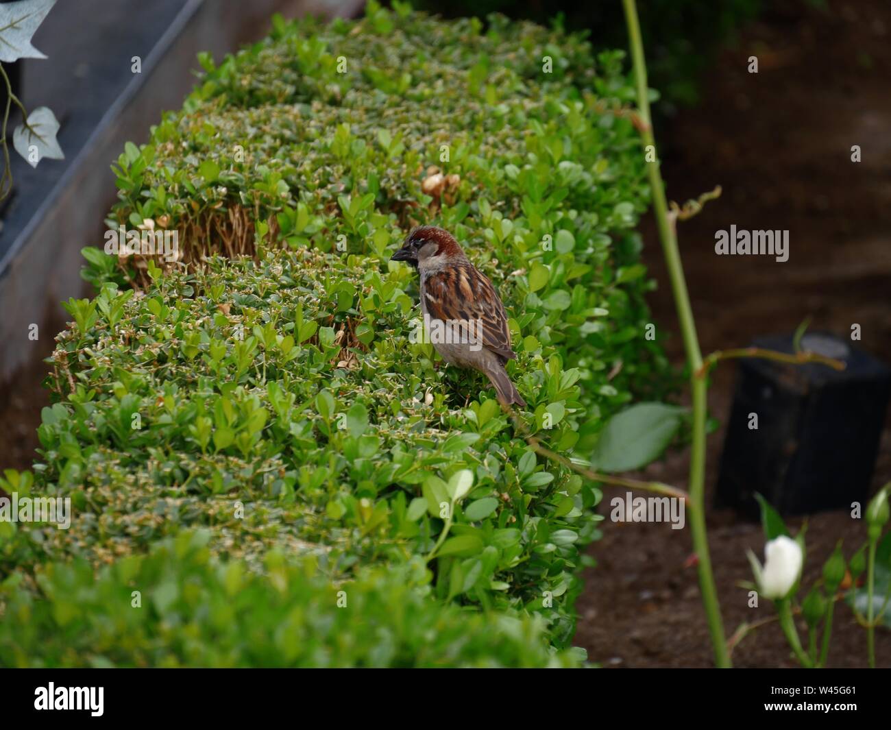 Small bird perched on top of a trimmed hedge in a garden Stock Photo ...