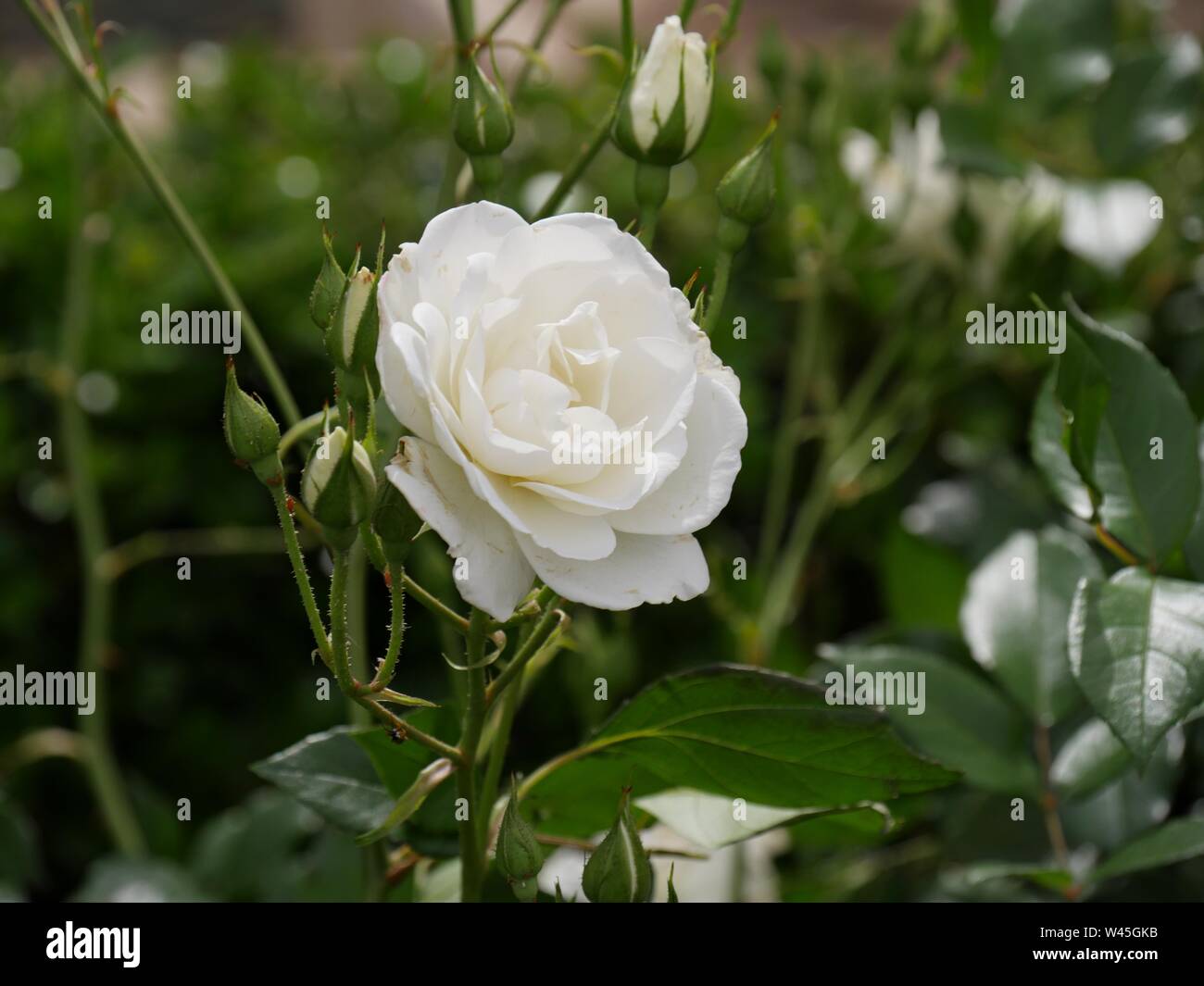 Semi-side view of a blooming white rose, with soft background Stock ...