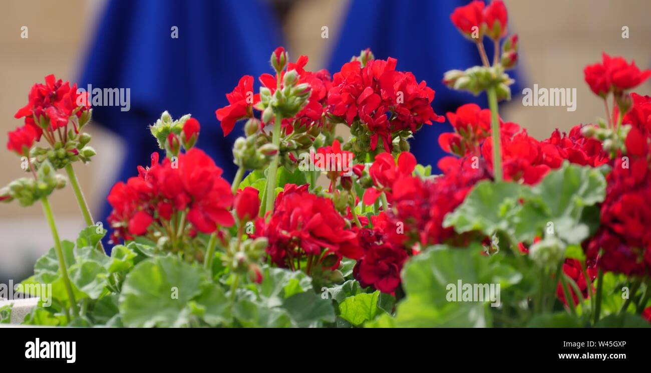 Patch of red roses in a garden Stock Photo - Alamy