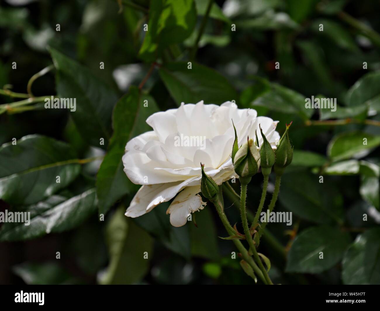 Side view of a blooming white rose with rosebuds Stock Photo - Alamy