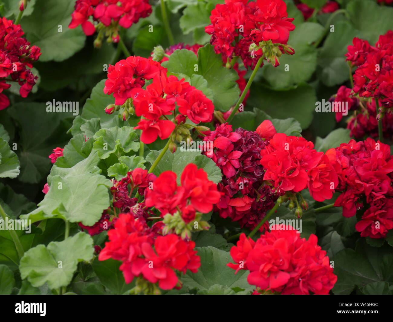 Beautiful red flowers in a garden park Stock Photo - Alamy