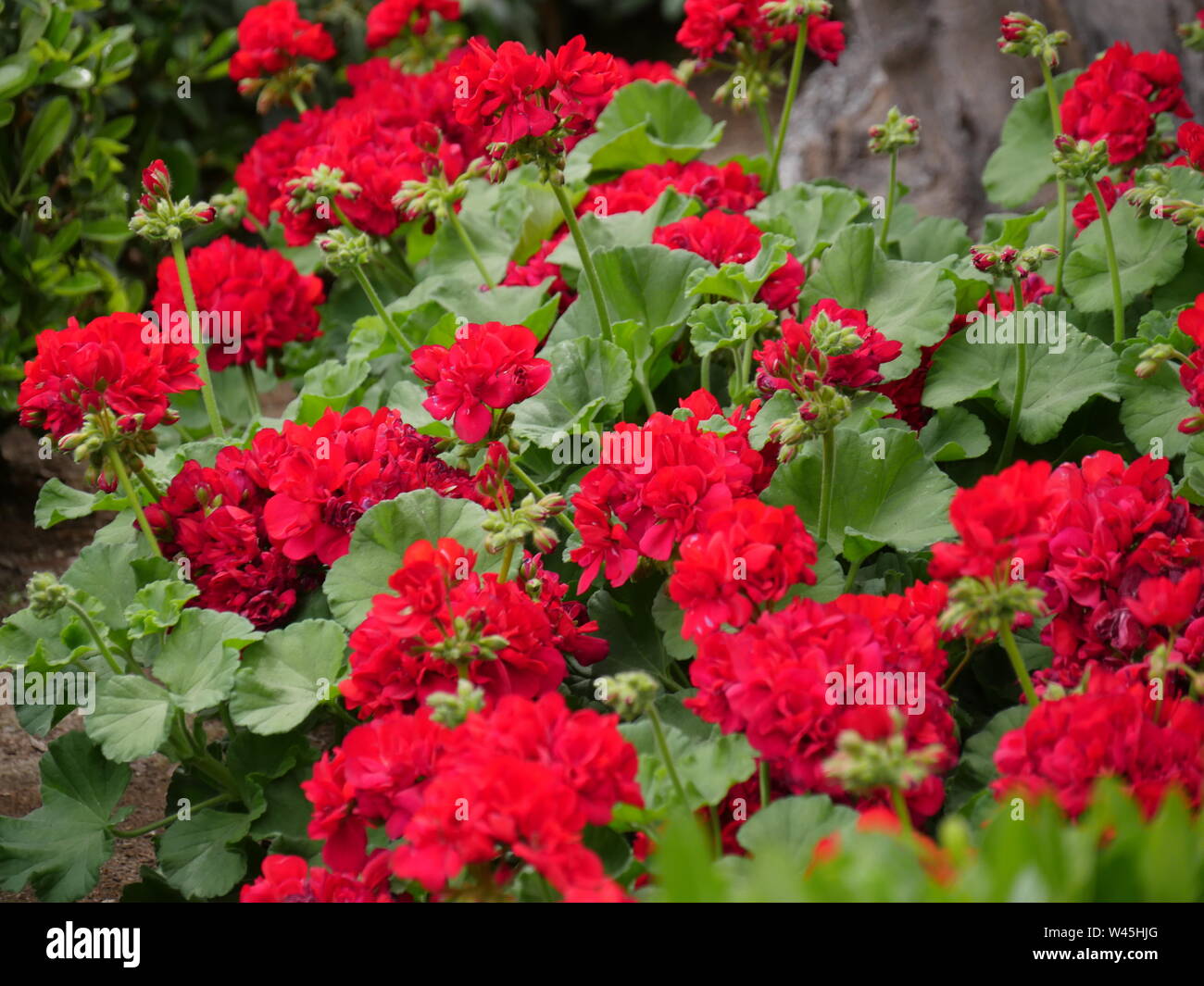 Patch of red flowers in a garden, cropped shot Stock Photo - Alamy