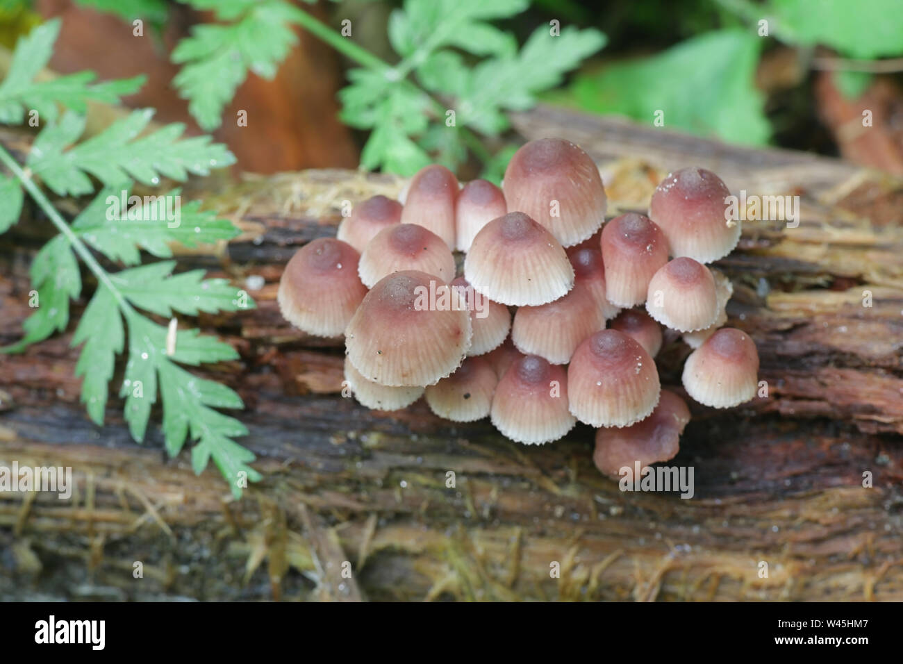 Mycena haematopus, commonly known as the bleeding fairy helmet, the ...