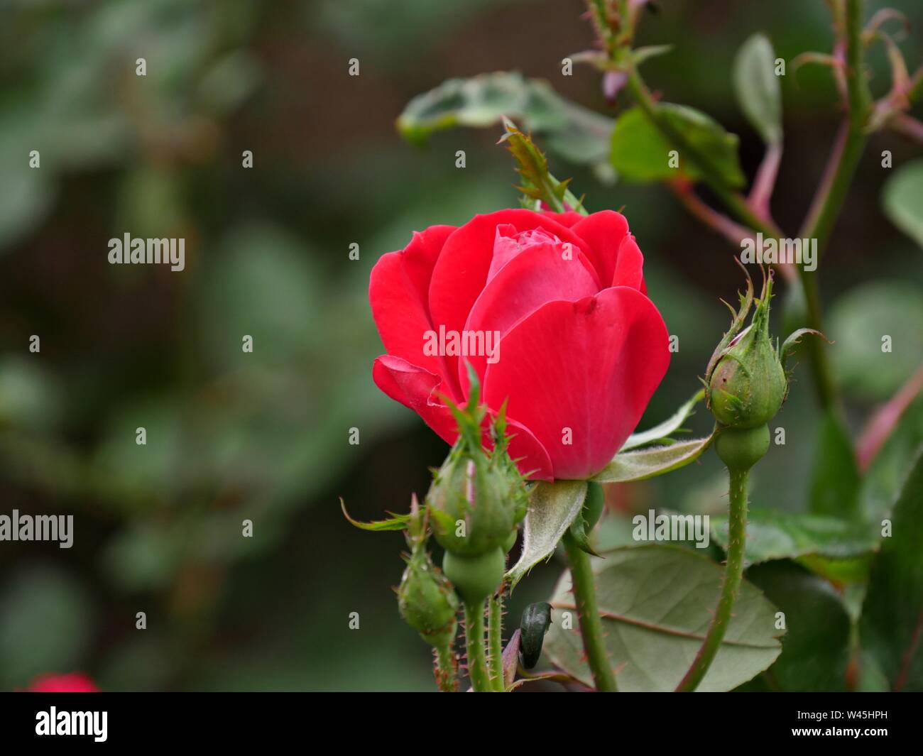 Beautiful blooming red rose surrounded by rosebuds Stock Photo - Alamy