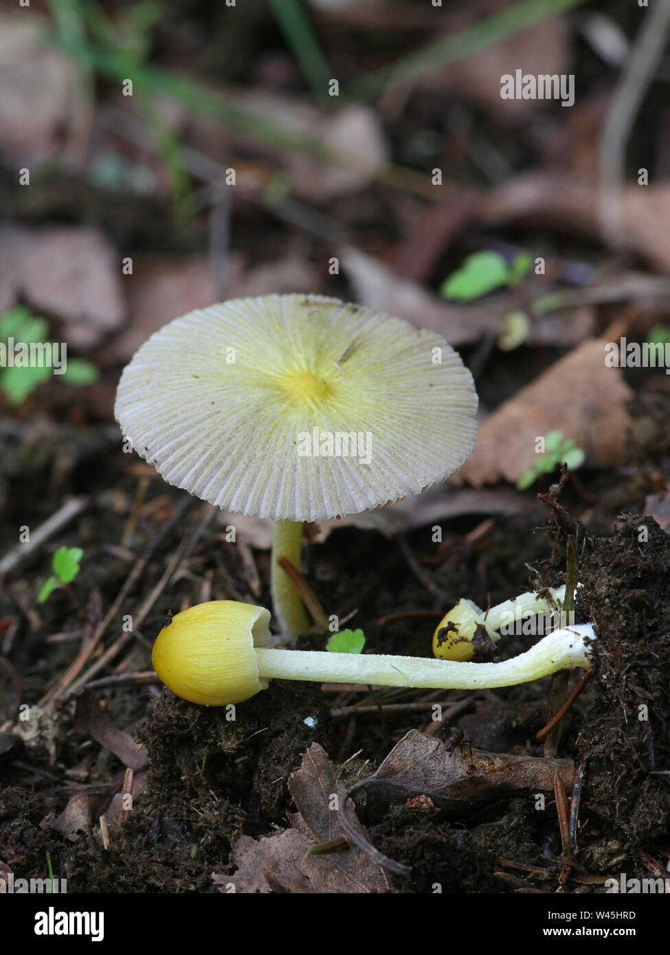 Bolbitius titubans, also known as Bolbitius vitellinus, commonly called ...