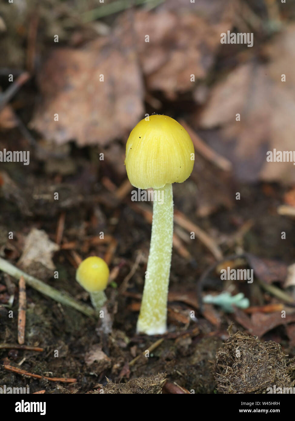 Bolbitius titubans, also known as Bolbitius vitellinus, commonly called ...