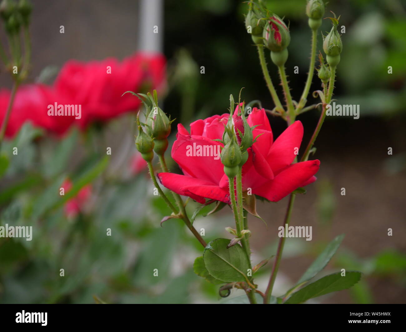 Side view, red roses surrounded by rosebuds in a garden Stock Photo - Alamy