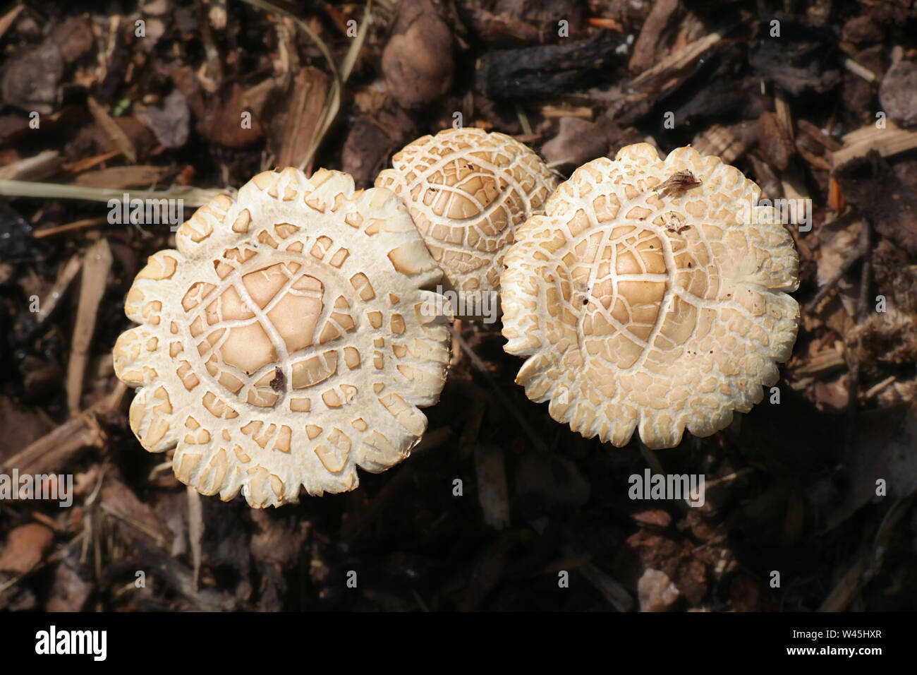 Agrocybe praecox, known as Spring Fieldcap mushroom Stock Photo - Alamy