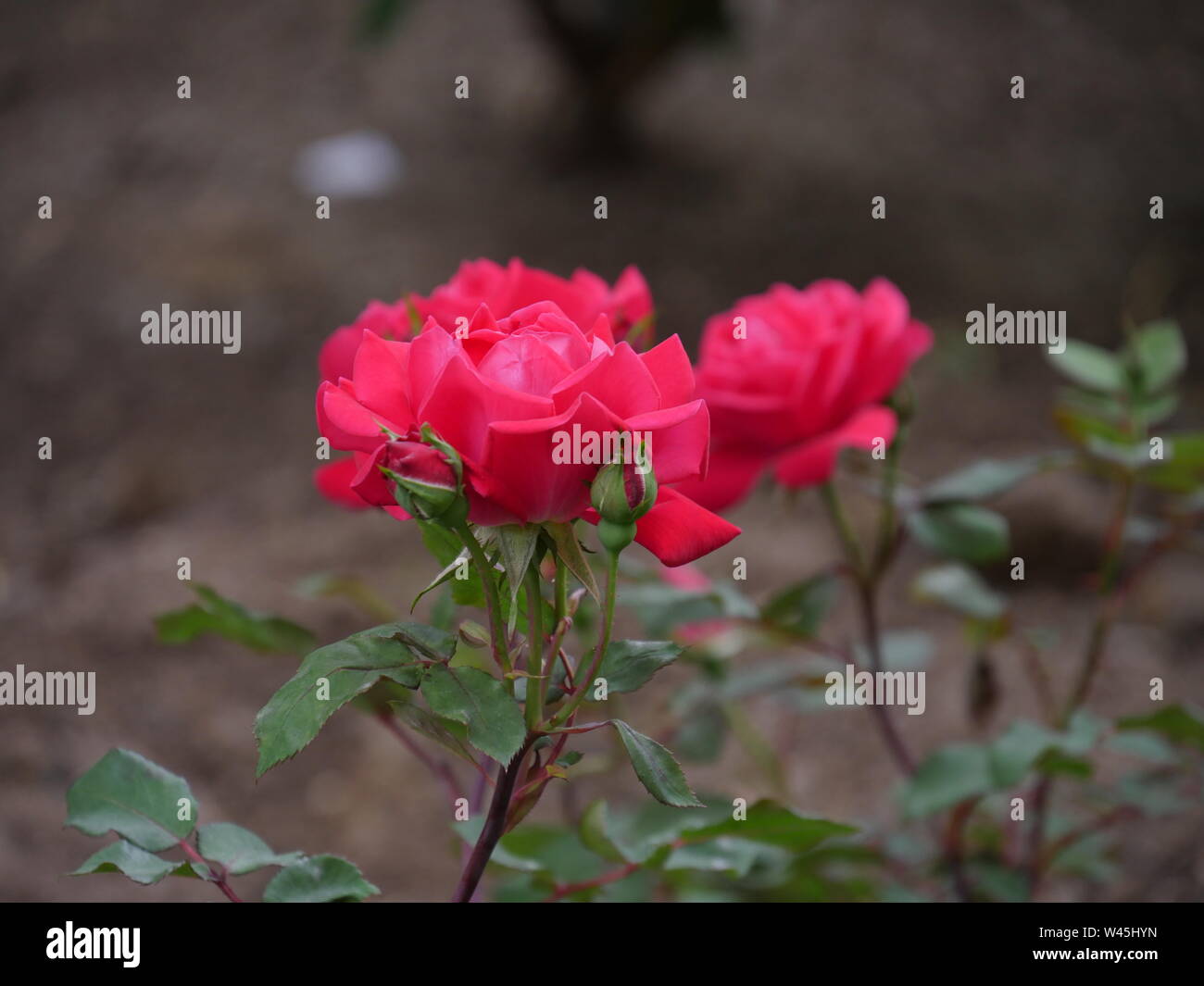 Side view, wide shot of red roses in a garden, soft background Stock ...