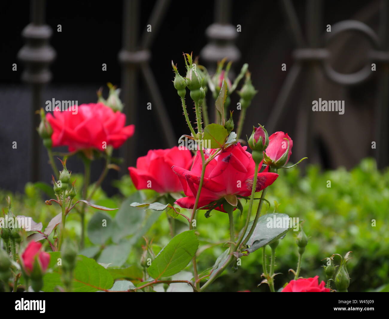 Side view of blooming red roses in a garden, soft background Stock ...