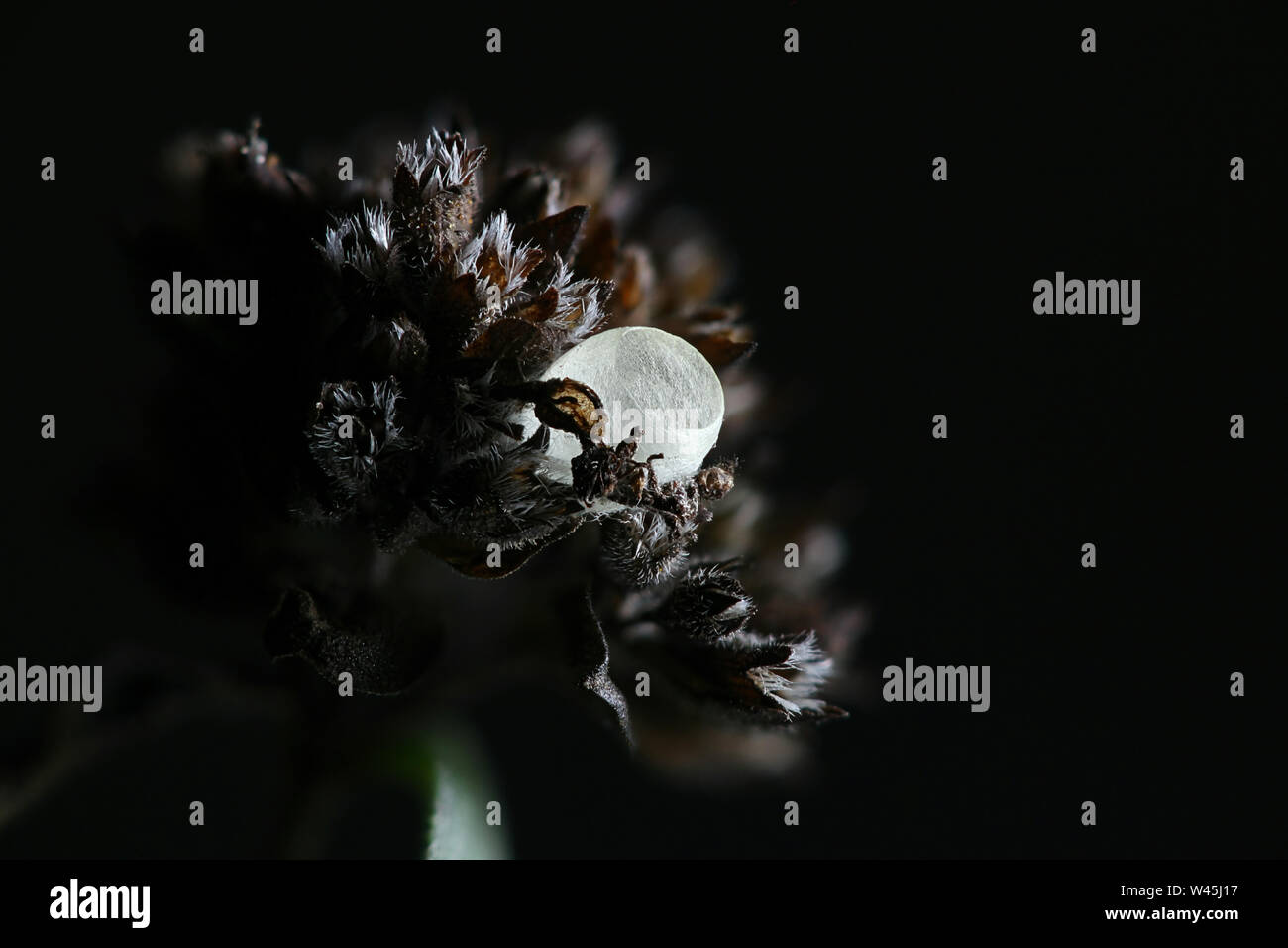 Cocoon of a Green lacewing (Chrysoperla sp Stock Photo - Alamy