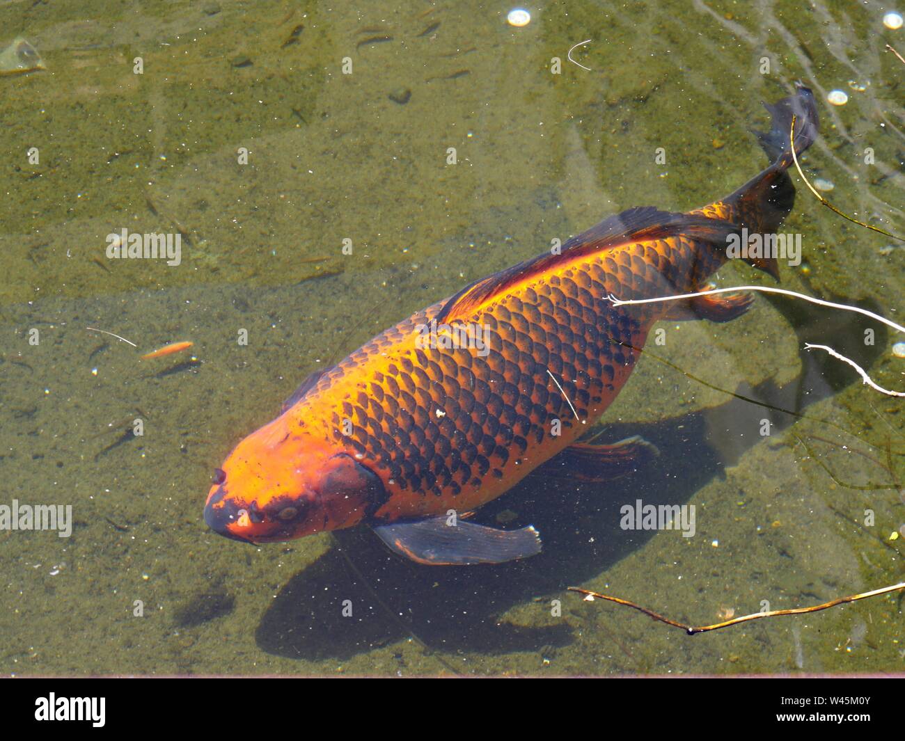 Big orange and black koi fish swimming in the pond Stock Photo - Alamy