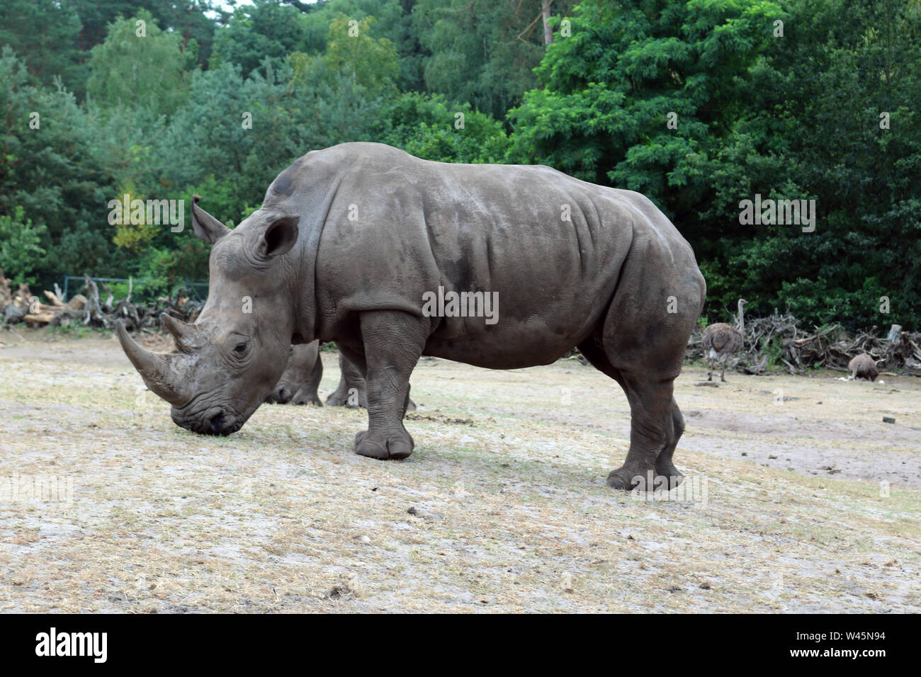 Rhinoceros walk scene. Rhino portrait. Rhinoceros rhino. Rhinoceros ...