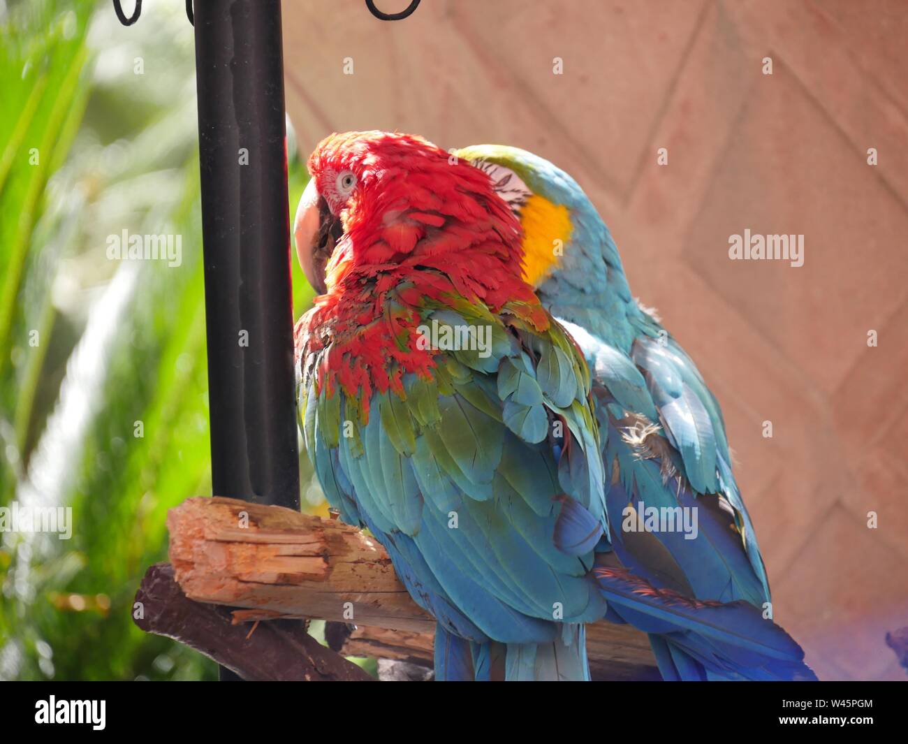 Back view of two colorful parrots, with soft background Stock Photo - Alamy
