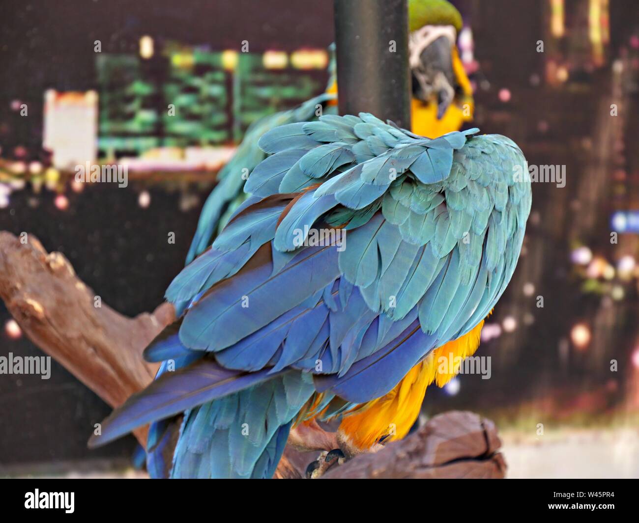 Back view of a parrot, with its head hidden from view Stock Photo - Alamy