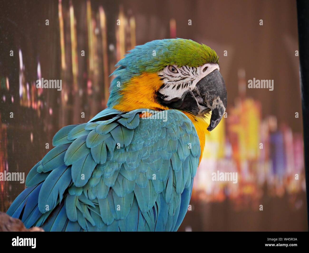 Medium close up, side view of a colorful parrot Stock Photo - Alamy