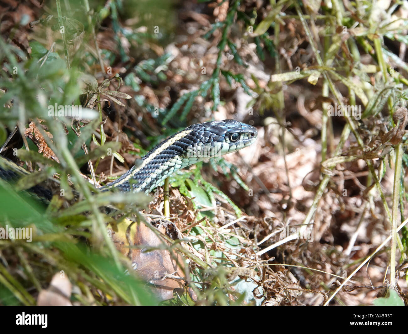 Garter snake (Thamnophis sp.) in Washington state, USA Stock Photo - Alamy