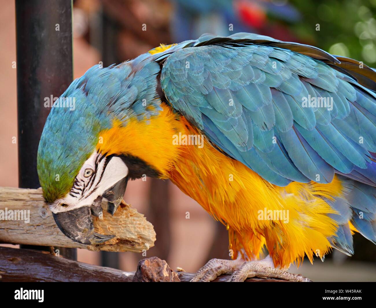 Bird pecking its head hi-res stock photography and images - Alamy