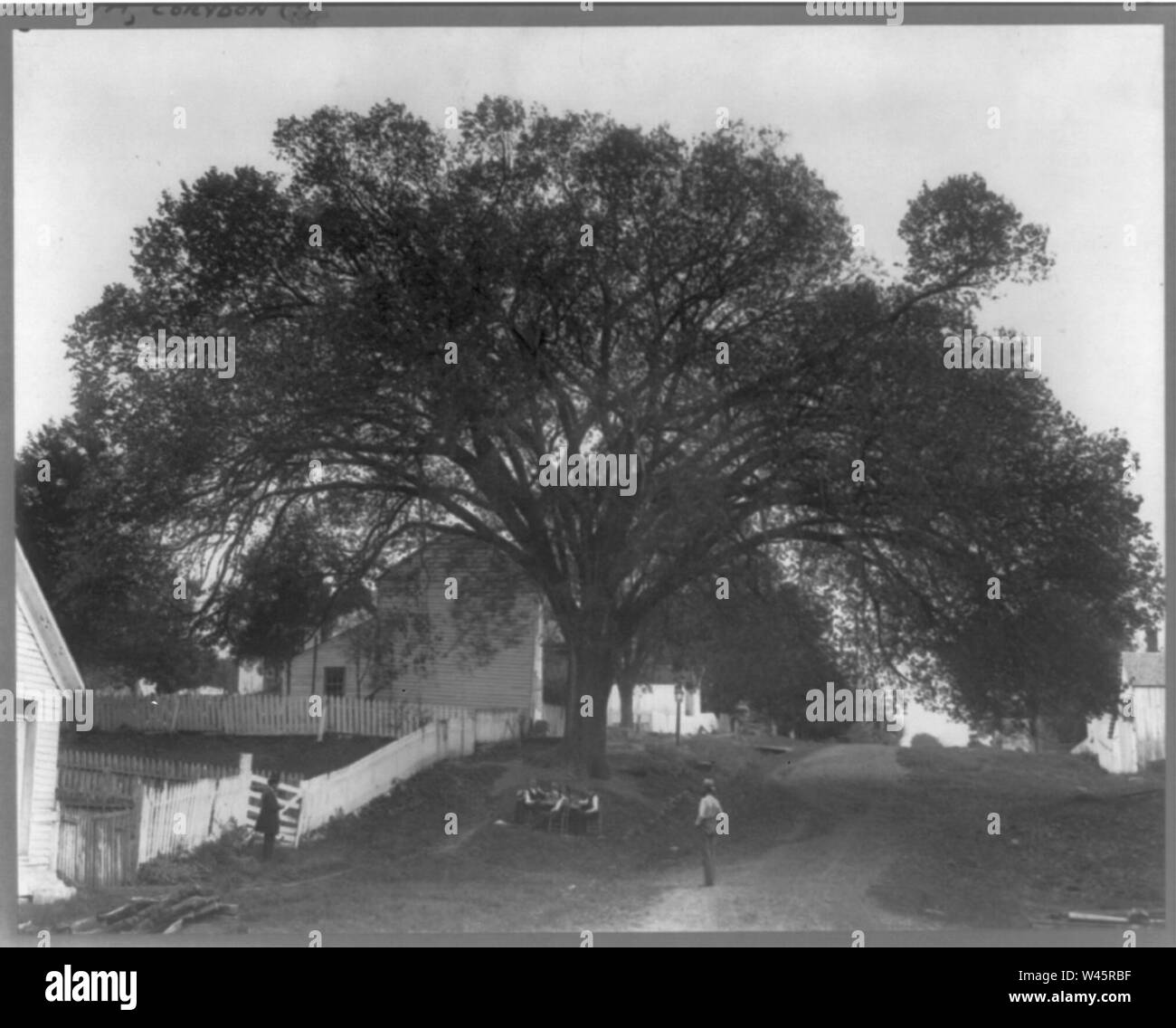 Constitution Elm Tree of Indiana Stock Photo - Alamy