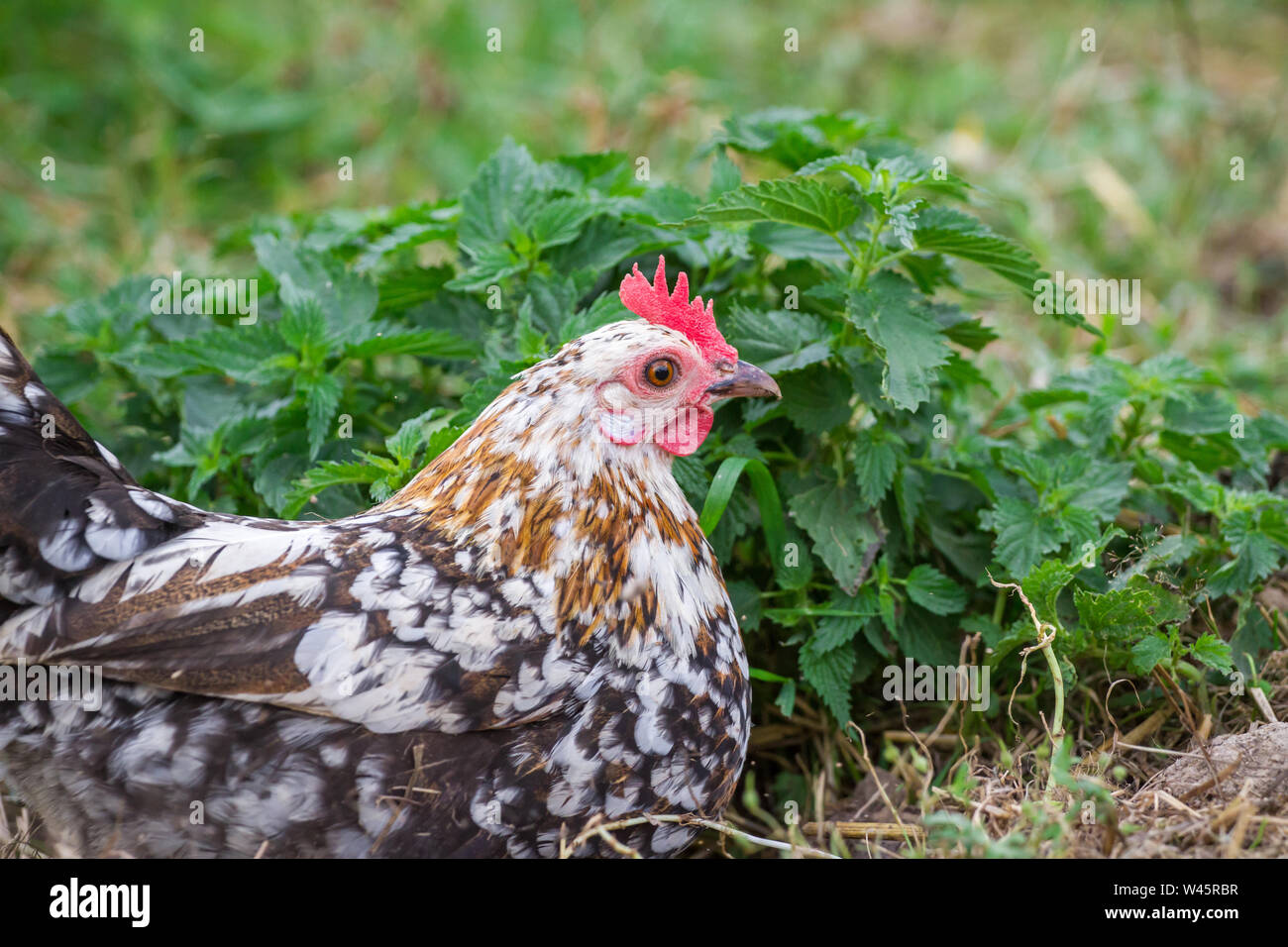 Critically endangered chicken breed hi-res stock photography and images ...