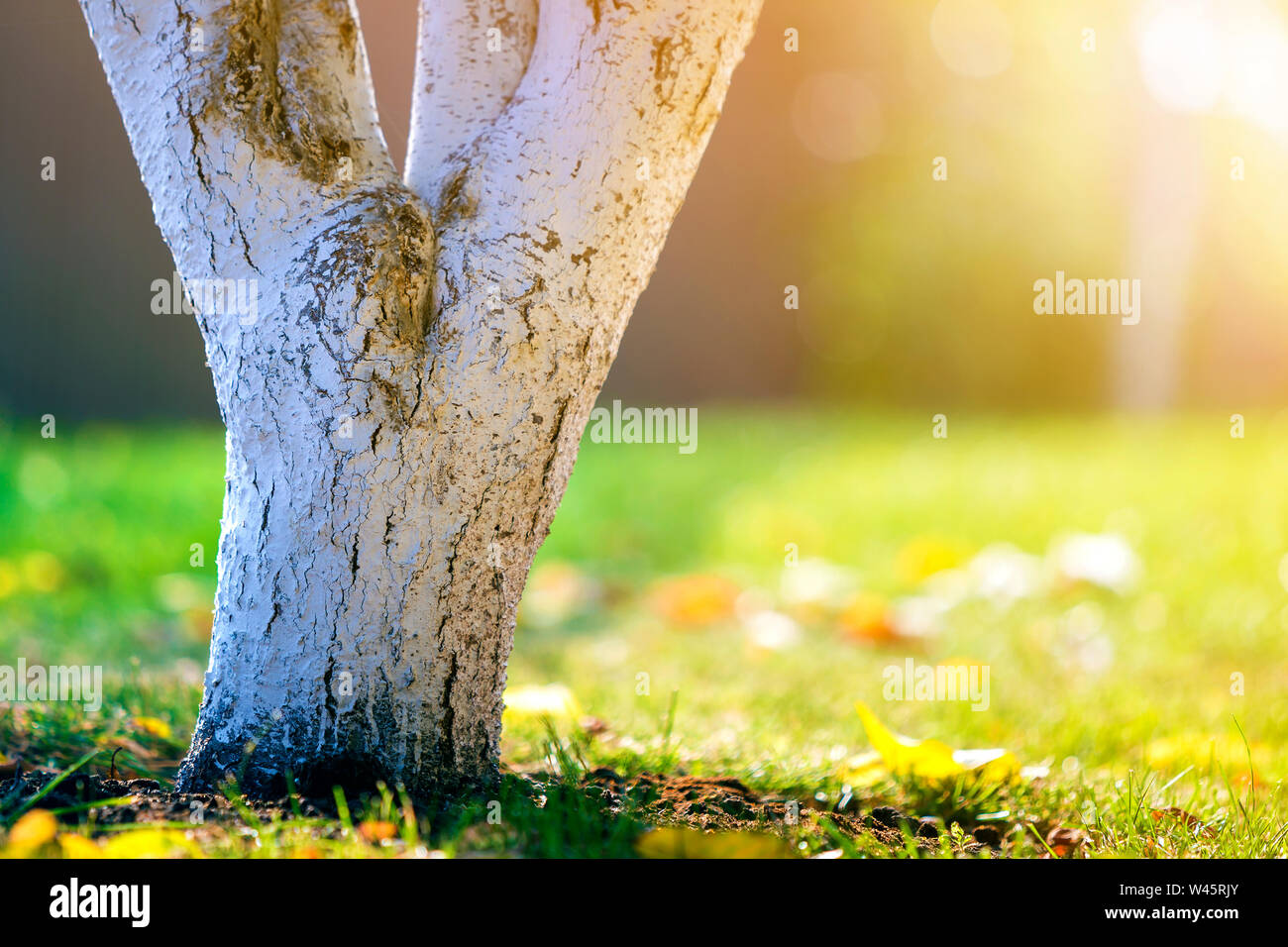Whitewashed bark of tree growing in sunny orchard garden on blurred ...